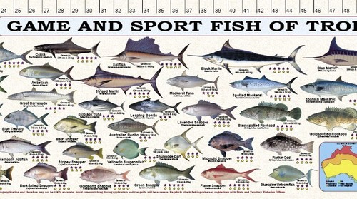 Fish Measure Decal-sticker - GAME & SPORT FISH TROPICAL NORTHERN ...