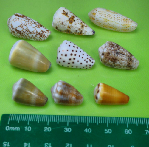 rare Hebrew cone & cone shell from japan Shells of Okinawa 274 0108 | eBay