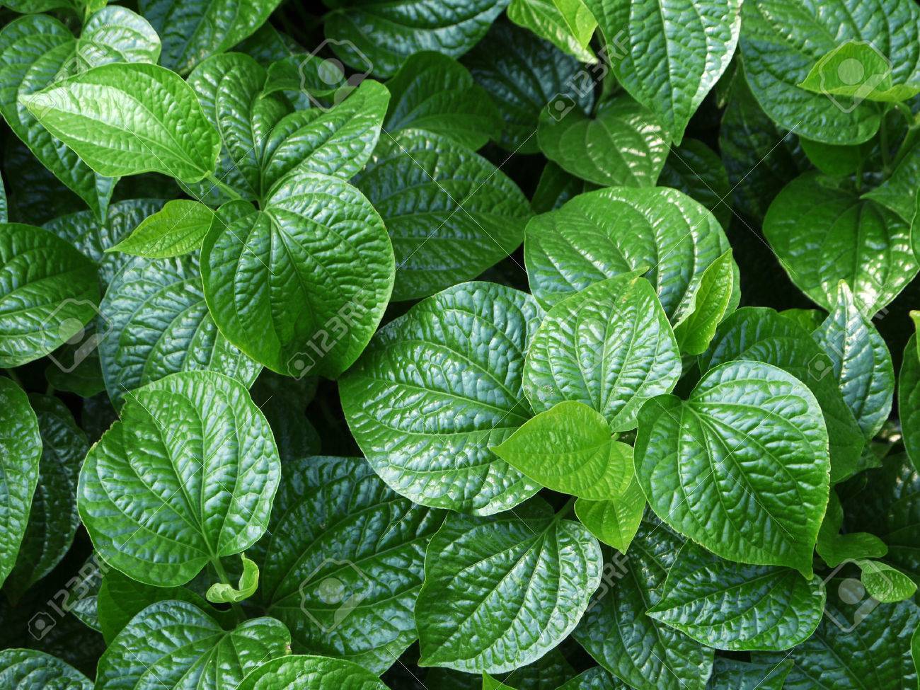 DRIED LONG PEPPER/WILD PEPPER LEAVES Organic 100pcs Ceylon Natural | eBay
