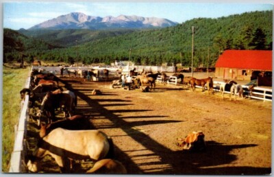 Horse Farm Colorado Springs Colorado Published Vintage Chrome Postcard ...