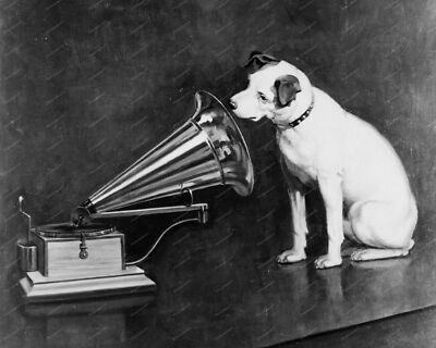 RCA Victor Dog Mascot Print 8x10 Reprint Of Old Photo | eBay