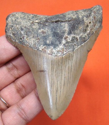 MEGALODON SHARK TOOTH - REAL FOSSIL - 3.16 "- SHARK TEETH MEG - NO ...