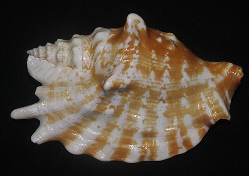 113 mm LARGE Strombus Sinuatus Conch Seashell Racha Island ,Phuket ...