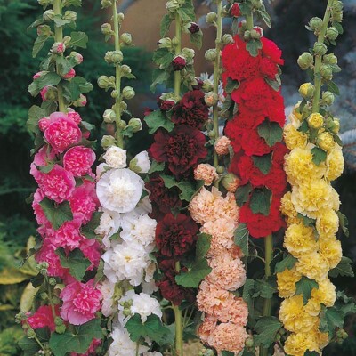 6 Hollyhock Chaters Double Mixed Hardy Herbaceous Perennial Plug Plants ...