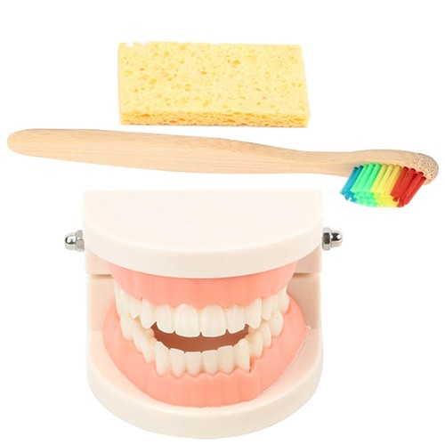 1 Set Teeth Brushing Teaching Model Plastic Standard Teeth Model Brush ...