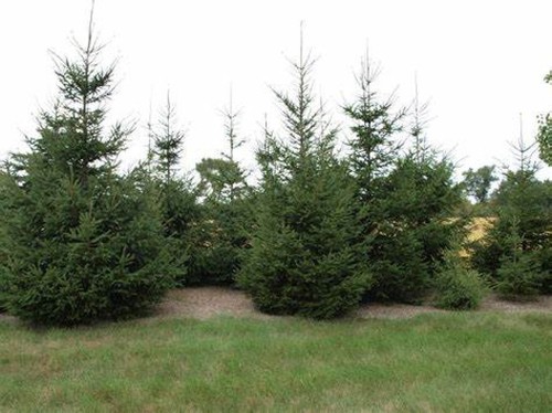 1 Live Bare root European Spruce tree: 18-24 Inches tall Free and Fast ...