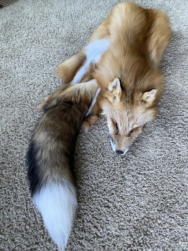 Ranch Red Fox Fur Hide Pelt Tanned Top Quality Wild Country Furs | eBay