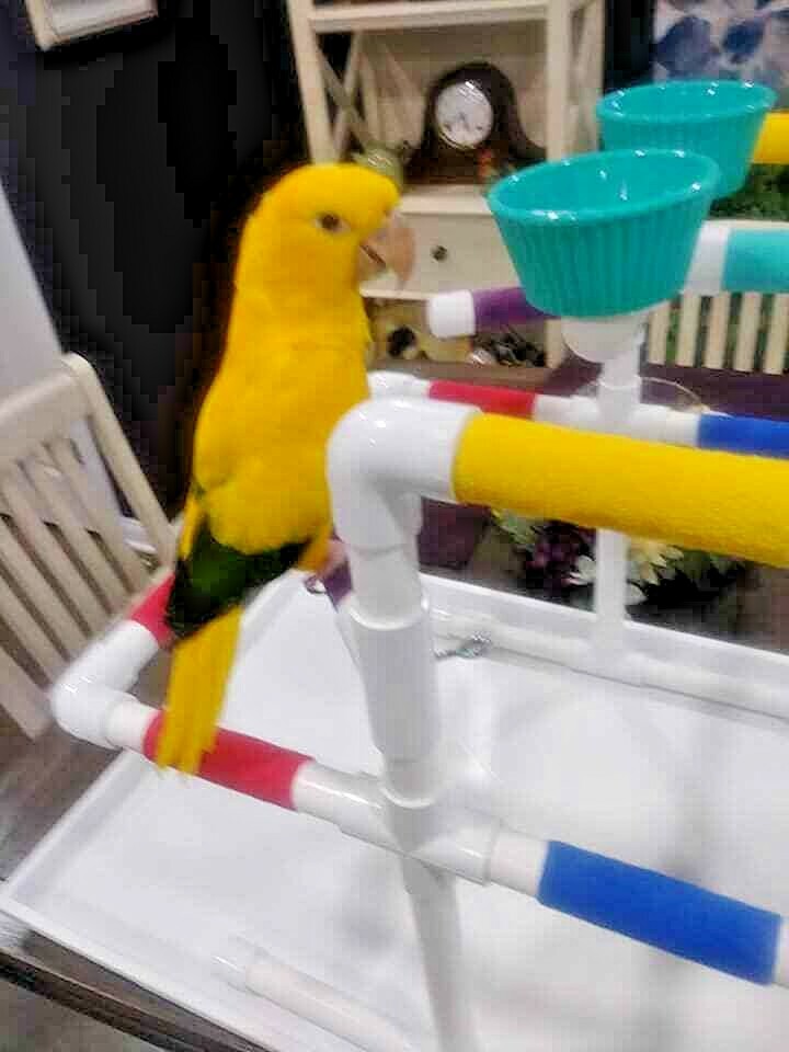 1/2" pvc Parrot Perch two tier Tabletop Play Gym Stand Birds Love Them ...