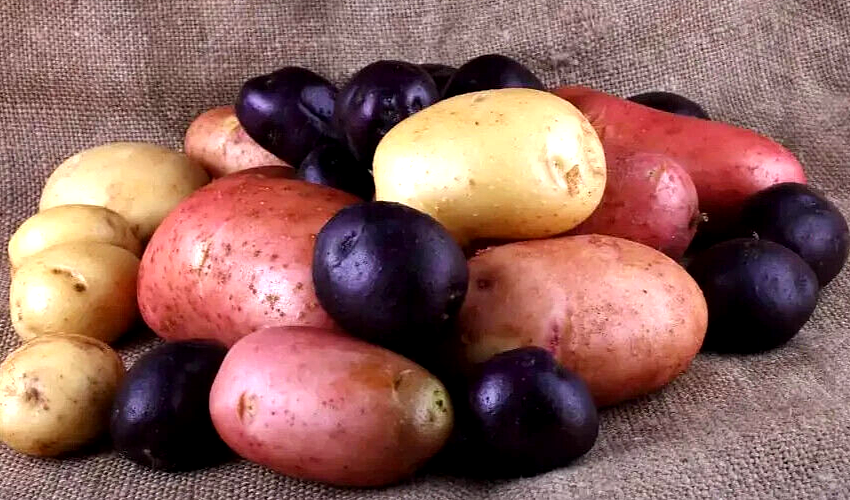 Potato Seed 2 Pound Mix Potatoes Purple Red Yukon Russet Organic ...