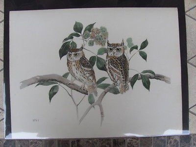 Original Rex Brasher #373-1 Hand Colored Bird Print Screech Owl ...