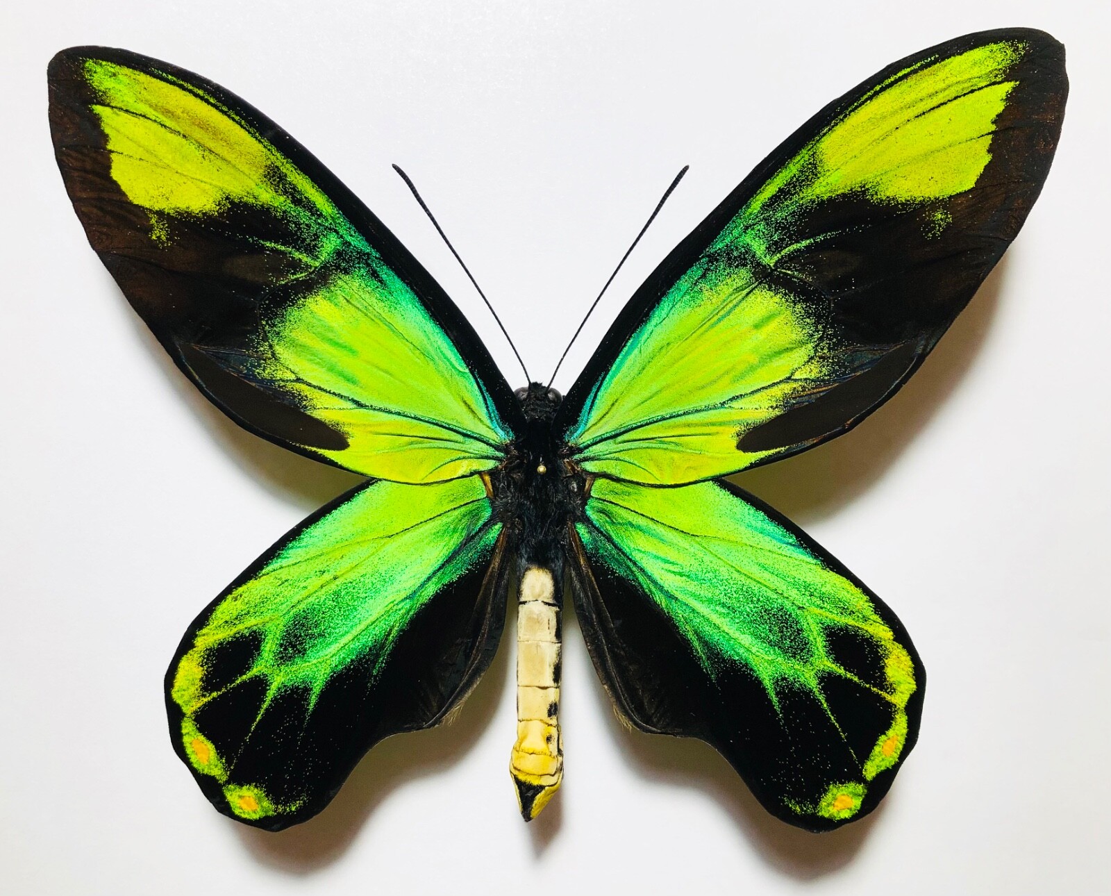 ORNITHOPTERA VICTORIAE MARAMASIKENSIS. EXTREMELY FORM INFANTA. SUPER ...