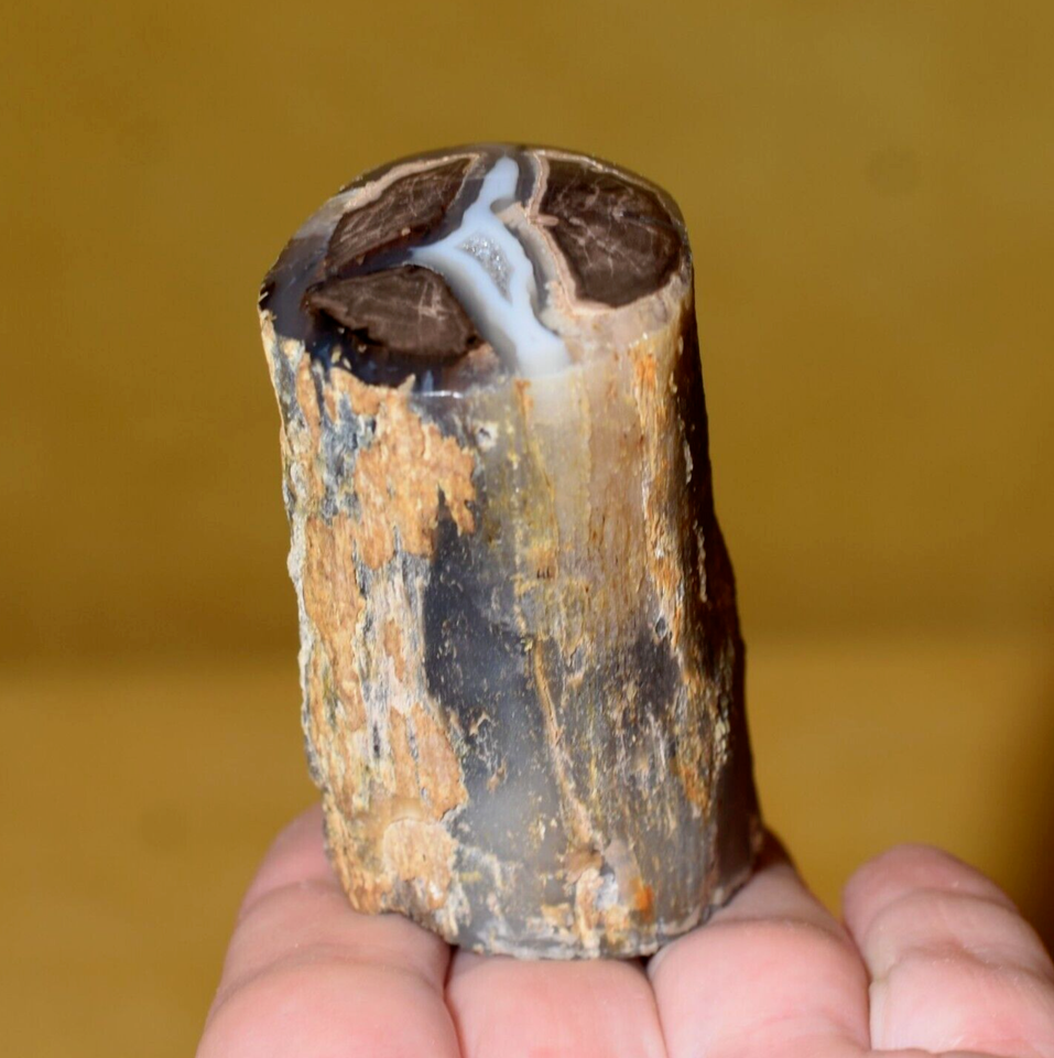 Amazing Blue Forest Agatized Petrified Eocene Wood Fossil Tree Limb ...