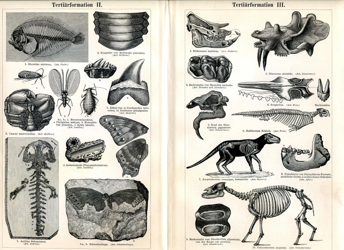 Tertiary Period Fossils