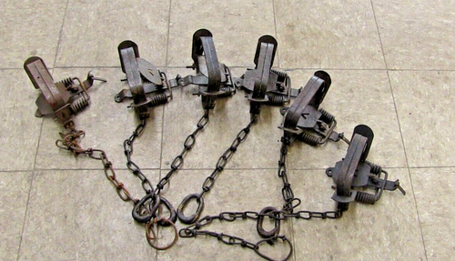 6, #2 Victor/Blake Coil spring traps, coon, fox, bobcat, porcupine, vic ...