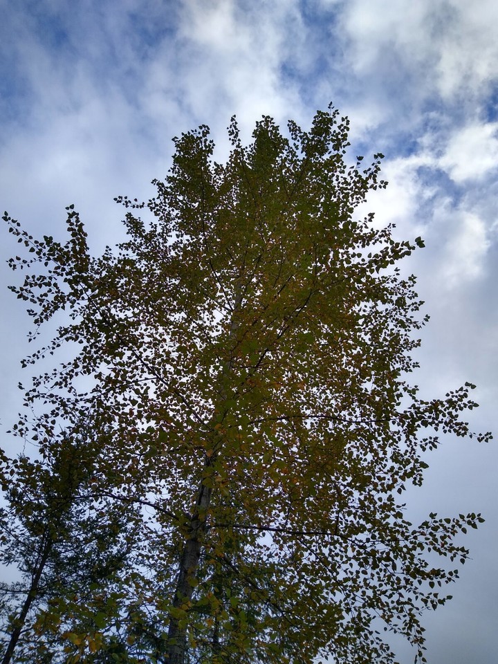 Cottonwood Tree 1-2 Feet LIVE PLANT Bare Root SUPER FAST GROWING Bonsai ...