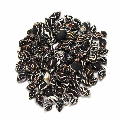 Dove Lightning Pyrene ocellat seashells Perfect for crafts | 50g | 90 ...