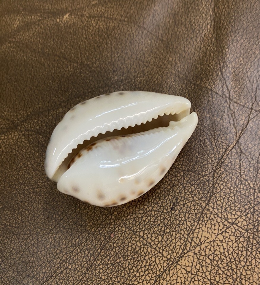 Rare Open Spotted Tiger Cowrie Sea Shell | eBay