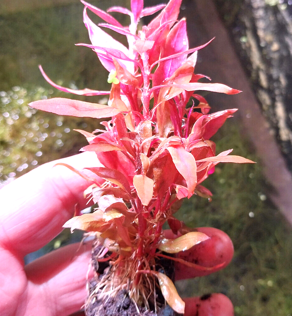 1 Live Pink Telanthera Aquarium Plant - Tropical Fish | eBay