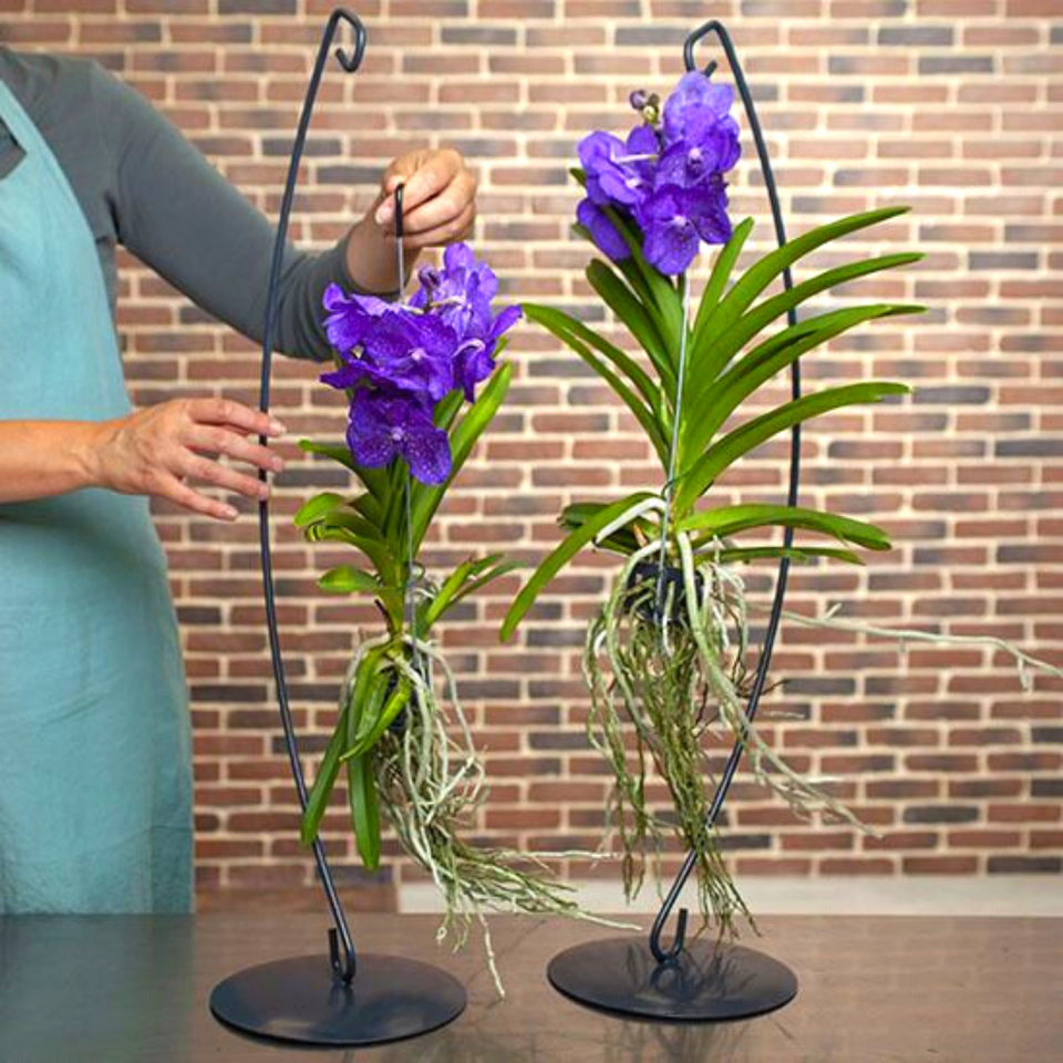 Hanging Vanda Pots Plastic Small Black Mesh Basket Planting Orchid ...