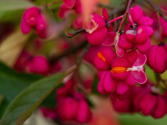 Spindleberry Tree {Euonymus europaeus} Free US shipping 10 seeds | eBay
