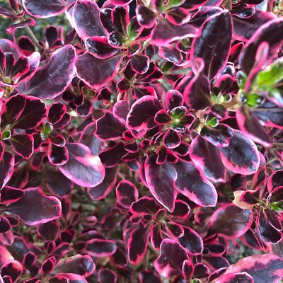2 x Coprosma Eclipse Mirror Plants - 15-30cm Inc Pot Size - Evergreen ...