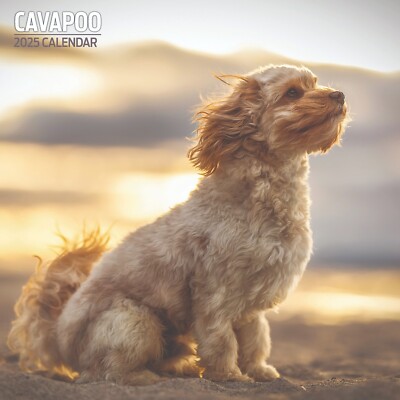 Cavapoo Traditional 2025 Calendar | eBay
