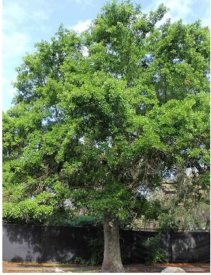 Water Oak 2-3 Ft Tall Well Established Tree Live + Mycorrhizae | eBay