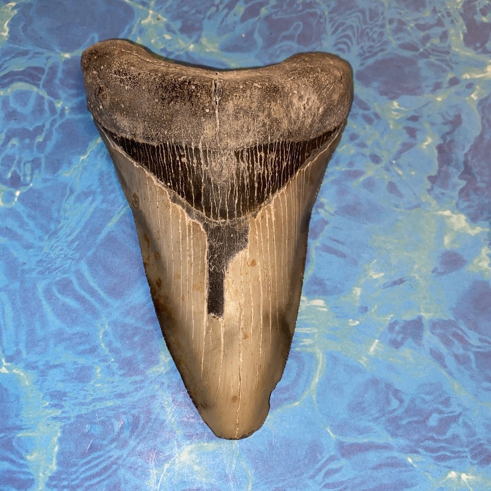 MEGALODON SHARK TOOTH 5.47” HUGE TEETH MEG SCUBA DIVER DIRECT FOSSIL NC ...