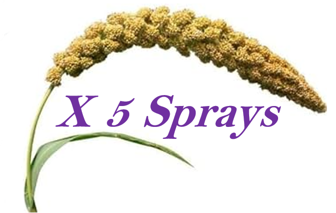 Millet Seed Spray Sprigs Caged Bird Treat Top Quality Budgies ...
