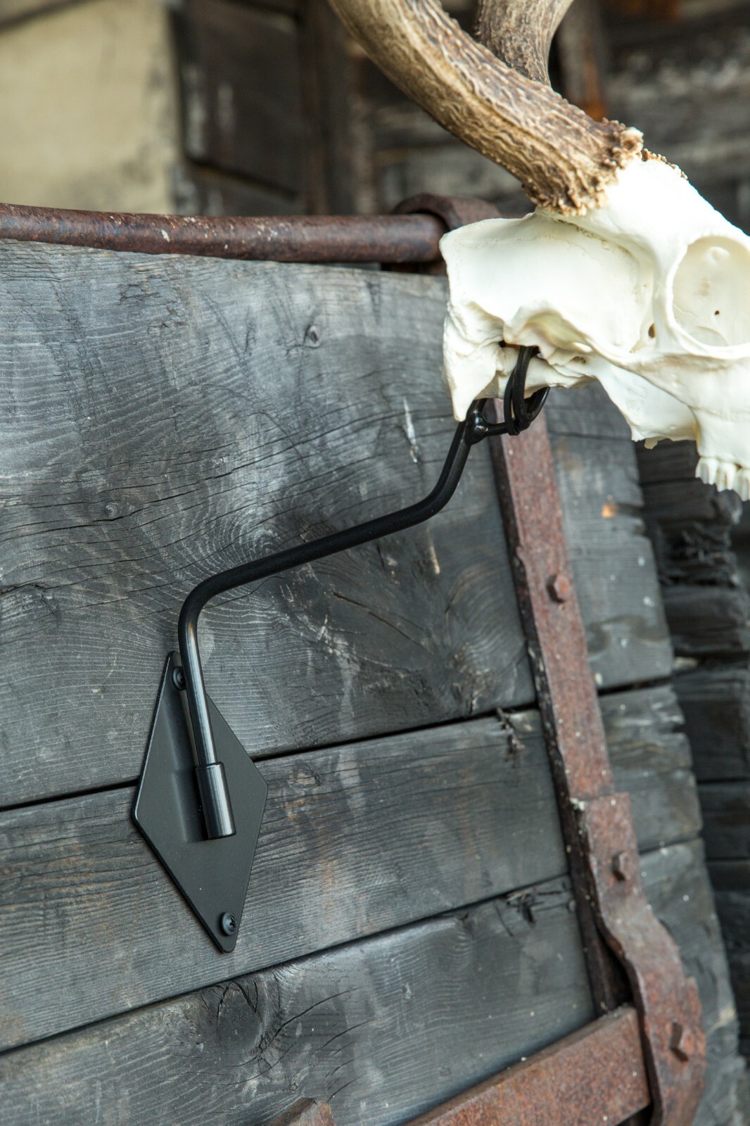 Rack-it Bracket European / Texas Skull Mount Bracket Taxidermy Made in ...