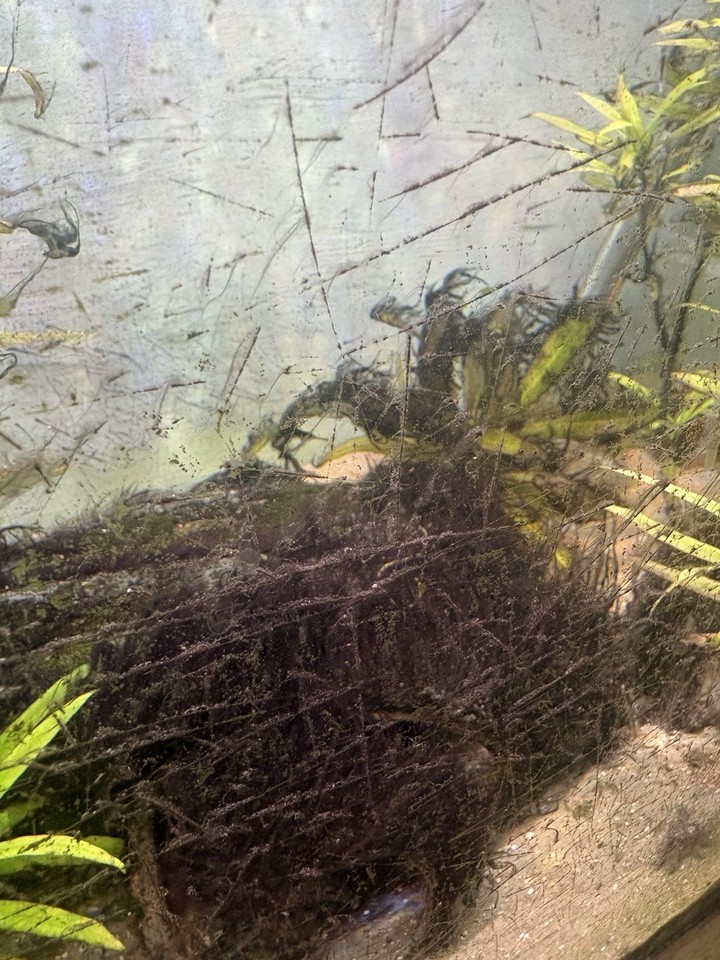 300lt Aqua Oak Aquarium Cabinet with fluval F6 filter. Please read ...