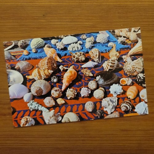 FLORIDA SEASHELL POSTCARD Postmark 1974 Eisenhower 8 Cent Stamp Coral ...