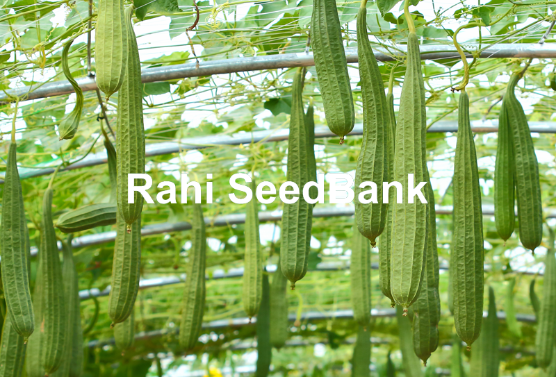 Angled luffa 10 Seeds Ridge Gourd Jhinga Ribbed Luffa Asian Vegetable ...