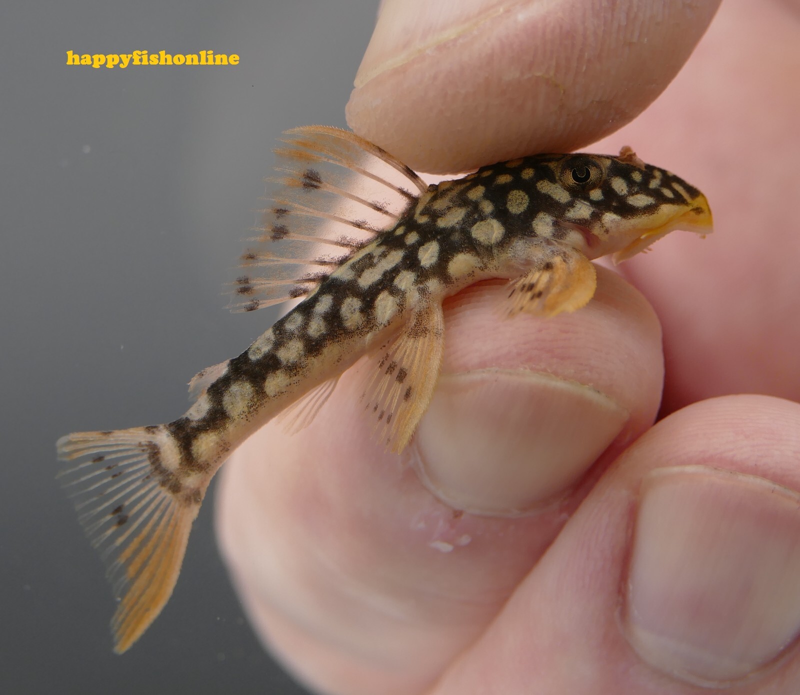 L014 SUNSHINE PLECO! REALLY BEAUTIFUL LITTLE BABIES! LIVE FISH - WC 4-6 ...