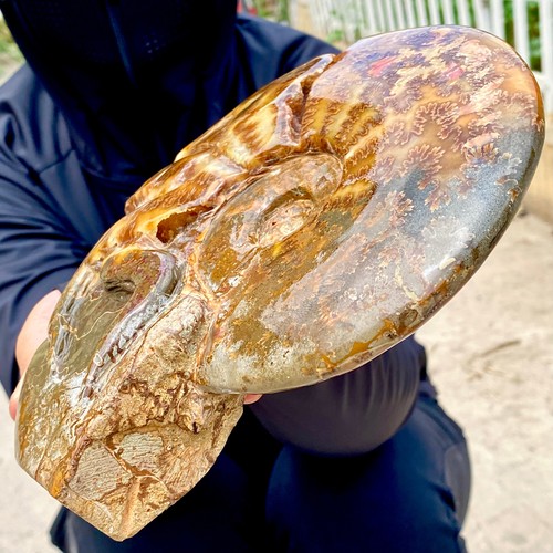 3.65LB Large Natural Fossil Snail Agate Fancy Cabochon Gemstones | eBay UK