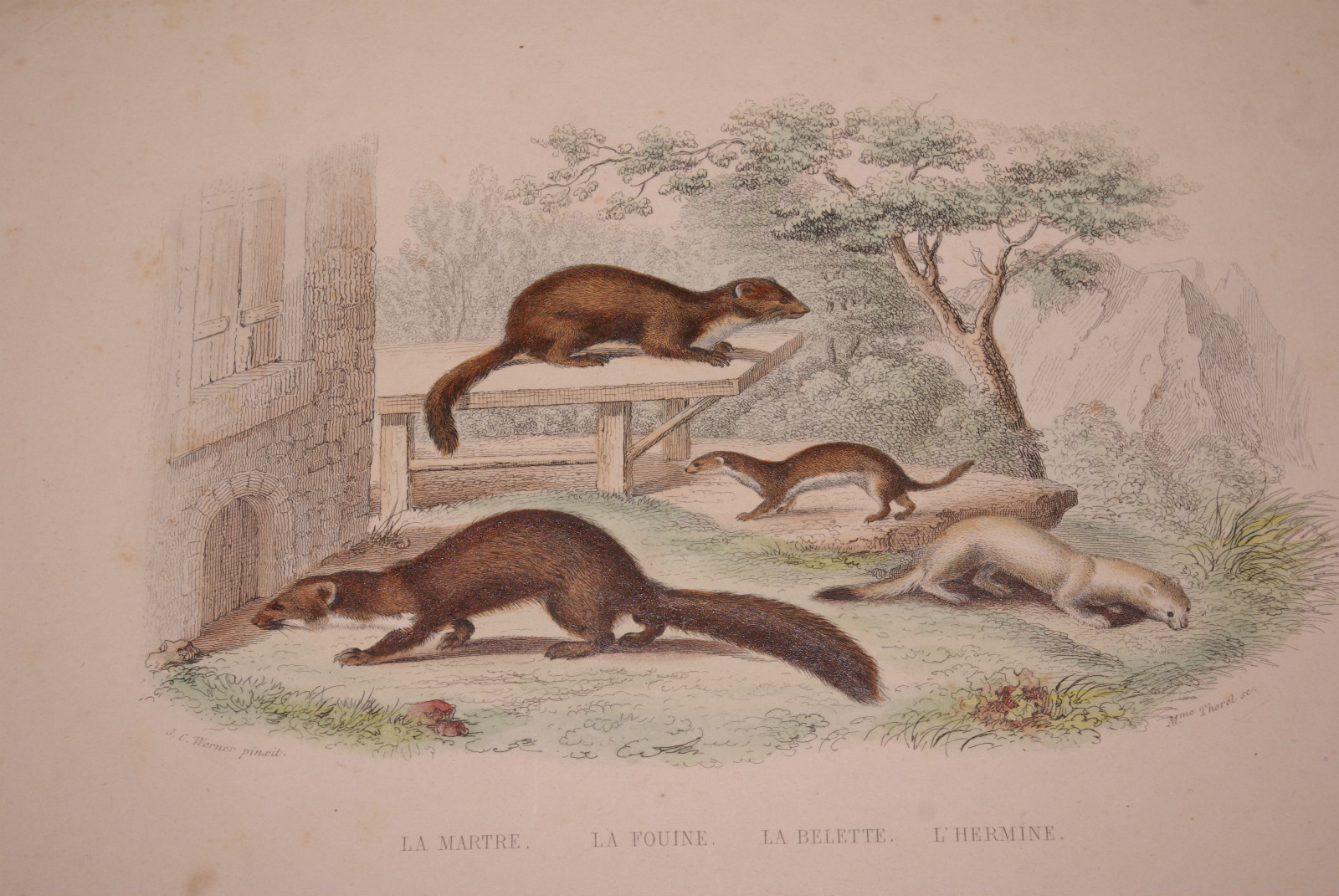 Kolinsky, Weasel, Weasel, Stoat, Engraving 1841/1843, Buffon, Natural ...