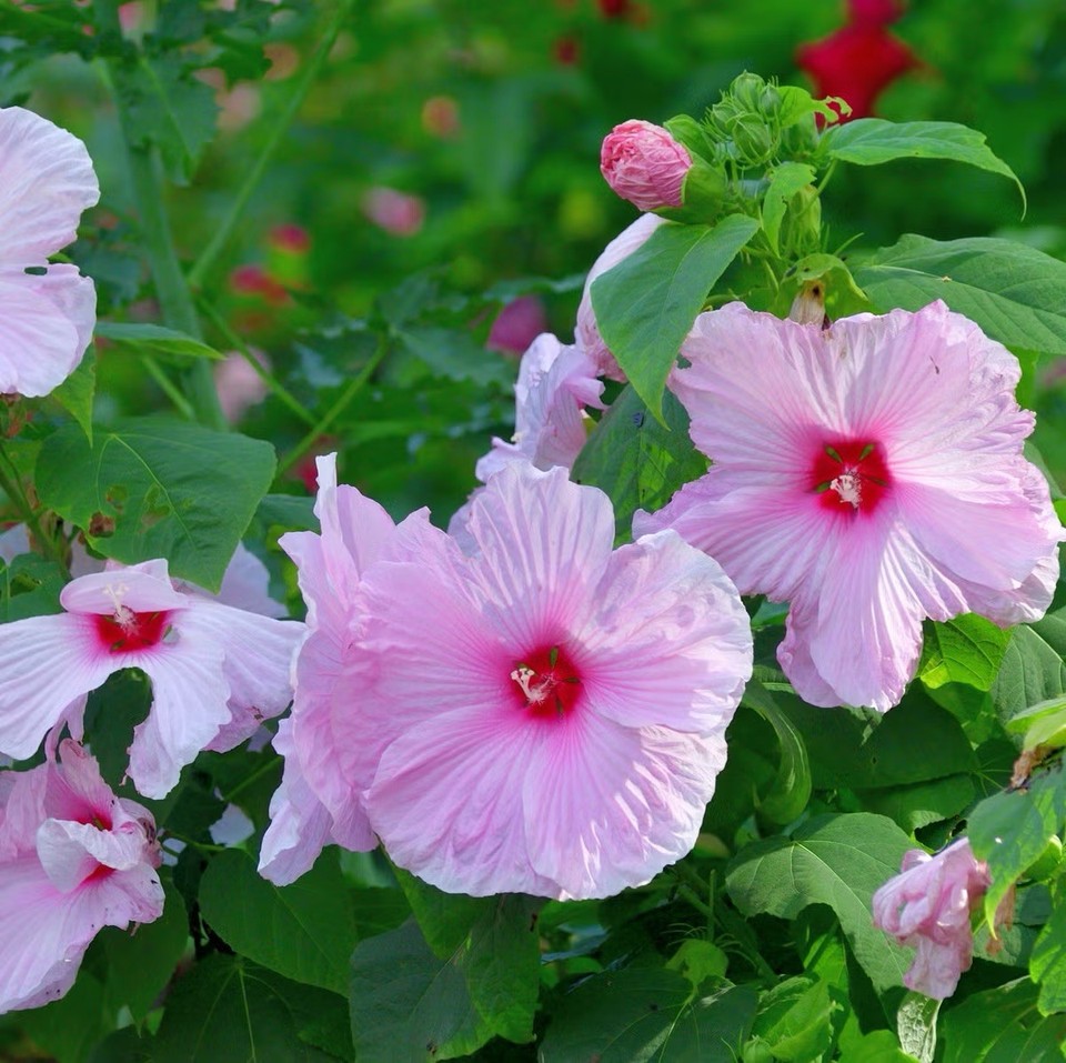 20 Pink Swamp Mallow Rose Seeds Large Bloom Hardy Hibiscus Flower ...