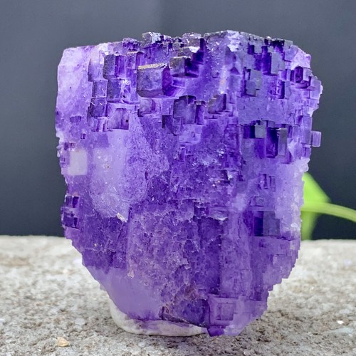 95G Natural purple fluorite Matrix array stepped fluoritemineral ...