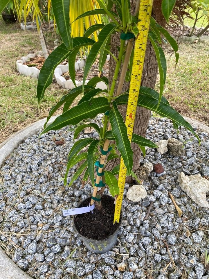 GRAFTED PINA COLADA MANGO TREE ~27" TALL DOT X GARY CROSS (MANGIFERA ...