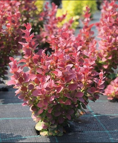 Berberis thunbergii 'RUBY STAR ' Pflanze 10-30 cm, Kübel 0,5L | eBay.de