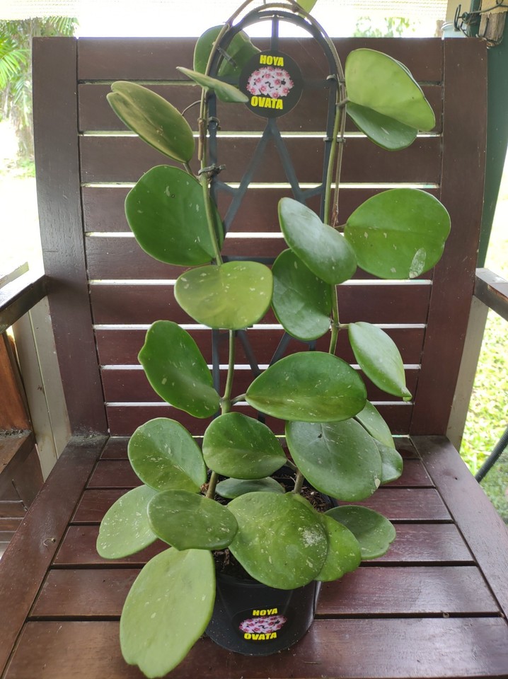 MASSIVE Hoya Obovata Active Growth, Amazing Scented Blooms! Far Nth Qld ...