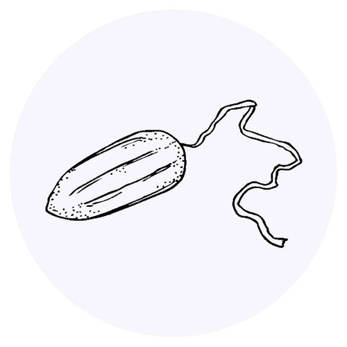 24 x 40mm Round 'Tampon' Stickers (SK00006119) | eBay Australia