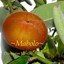~MABOLO~ Velvet Apple Fruit Tree Diospyros blancoi 12-18+in med Potd ...