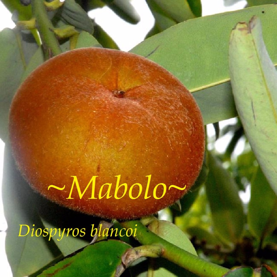 ~MABOLO~ Velvet Apple Fruit Tree Diospyros blancoi 3-4+ft lg Potd Plant ...