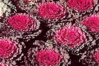 Flowering Cabbage Osaka Red IQ 1,000 seeds | eBay