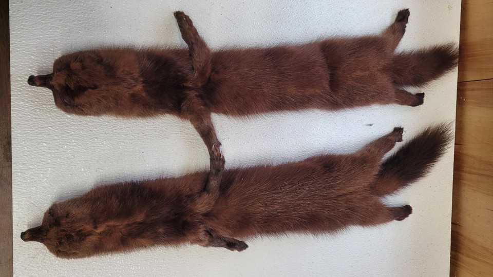 GORGEOUS lot of 2 tanned full body HIDE MINK fur pelt skin taxidermy | eBay