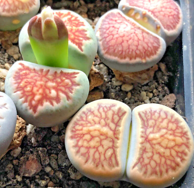 LITHOPS SEEDS - julii cv ‘ Kikushogyoku ‘ red veined form - 25 seeds ...