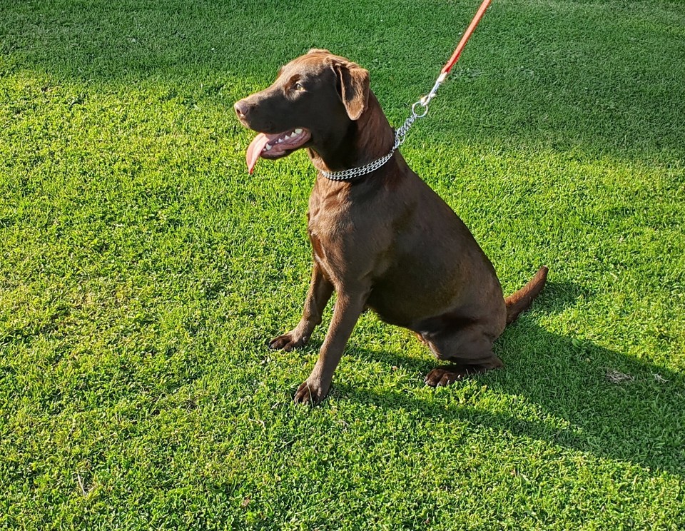 Double choke chain collar | Heavy Duty, Dog Control | All sizes ...