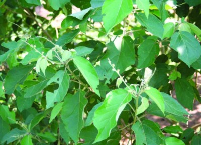 Croton Laccifer Leaves POWDER Pure Quality Sri Lanka 100% Natural ...