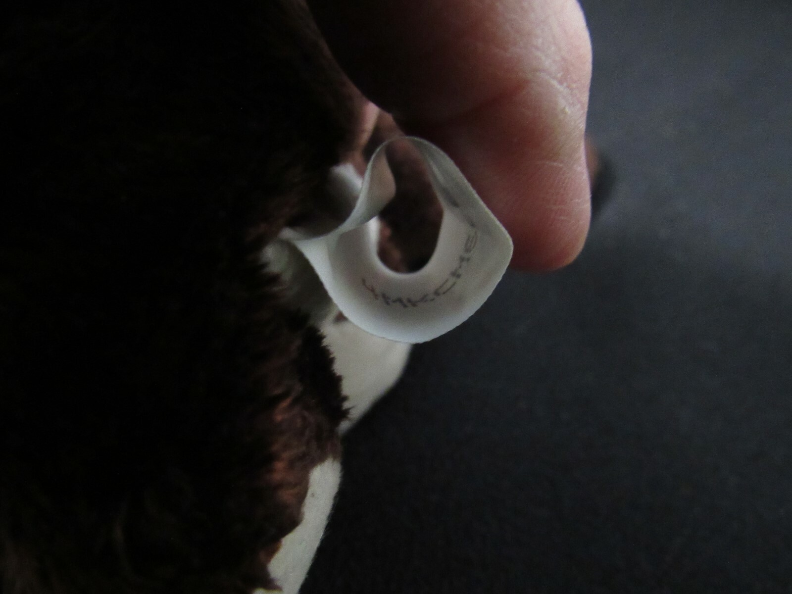 TY BEANIE BABY 2000 "RUNNER" FERRET-MONGOOSE-WEASEL OR MINK | eBay